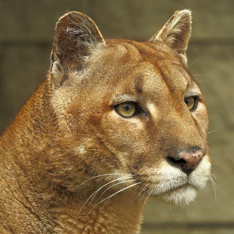 PUMA AMERICKÁ