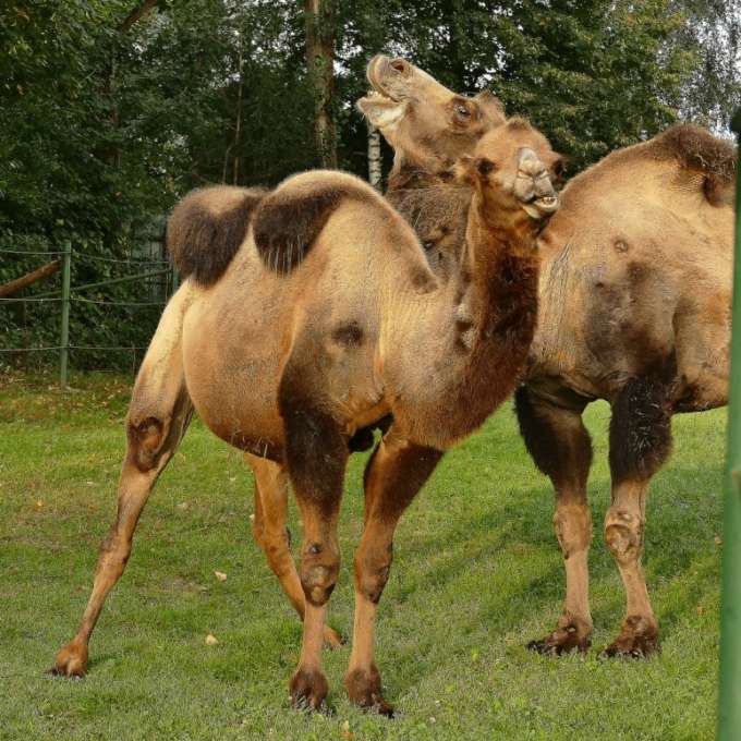 ŤAVA DVOJHRBÁ
